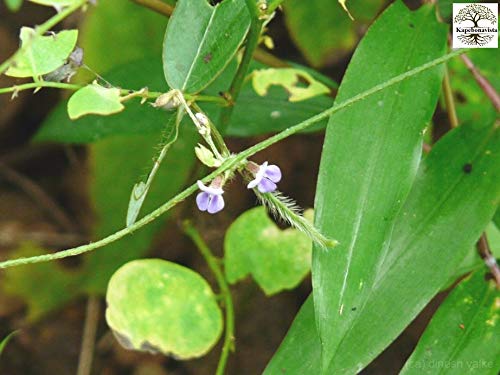 Kapebonavista® Mashaparni Kalyan Lomashparnini Ban-kultha Mashaparuni ...