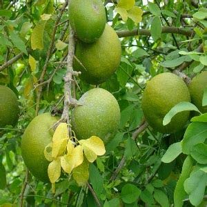 Mphmi Bel Tree, Bilva Patra, Bel Patra- Plant With Pot : Amazon.in ...