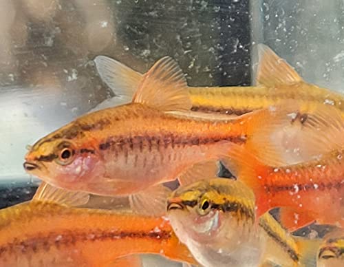 Cherry Barb Eggs