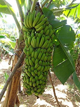 Mitu Live Grand nine G9 Banana Fruit Plant Kela Tree : Amazon.in ...