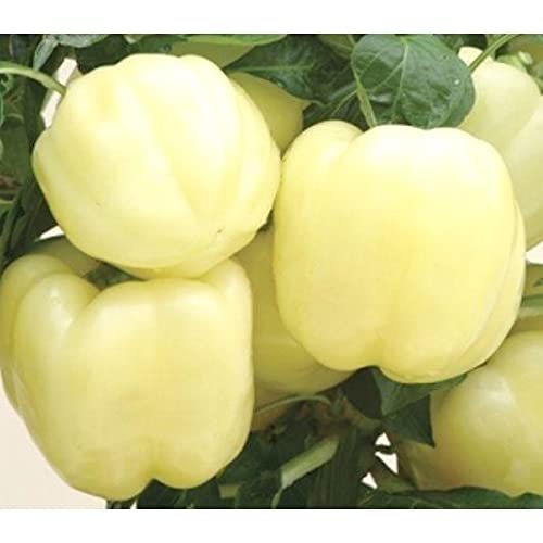 Hybrid White Capsicum Seed : Amazon.in: Garden & Outdoors