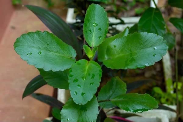 Cloud Farm Live Patharchatta/Bryophyllum Pinnatum/Miracle Leaf/Panfuti ...