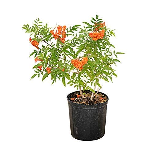 Vixenssell Tecoma Dwarf Orange Bells of Fire Plant Orange Jubilee Live ...