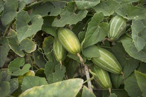 Parwal Live Root 1 male & 5 Female, Pointed Gourd Root, Parwal Plant ...