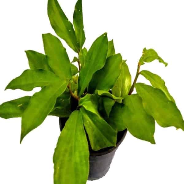 Insulin Plant | Costus Igneus Medicinal Plant Insulin Plant : Amazon.in ...