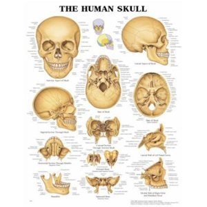 Buy The Female Reproductive System Book Online at Low Prices in India ...