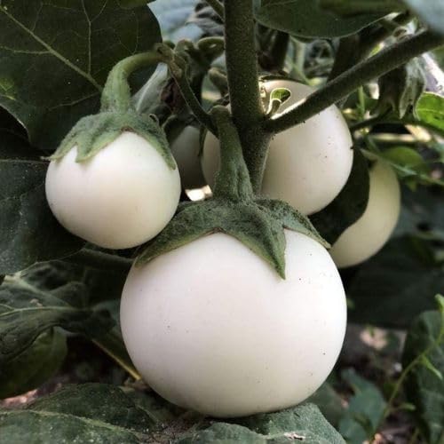 Gebdinsh Garden® Imported White Small Baingan/Brinjal/Eggplant ...