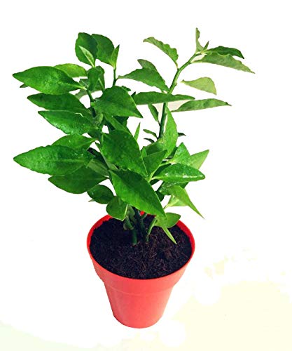 Modern Plants Live Naagdon/Nagdon Medicinal Plant With Pot : Amazon.in ...