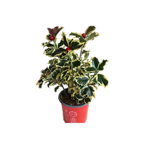 Acebo en maceta: precios, cuidados y consejos para cultivarlo en tu hogar