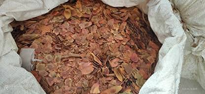 Green India Nepali Sisam/Sheesham/Dalbergia sissoo Medicinal Plant ...