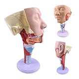 ・ブランド:Quxxuol・製造元:Quxxuol・製造元/メーカー部品番号:210・デジタル・文字認識：実物大の人体模型と環境に優しいPVC素材を採用し、中央カットでモデルを2つの部分に分割する設計となっています。デジタル・文字認識と高度...