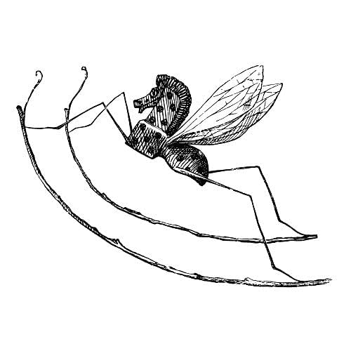 Amazon.com: Rocking Horse Fly - Alice - Vinyl Wall Decal - Various ...