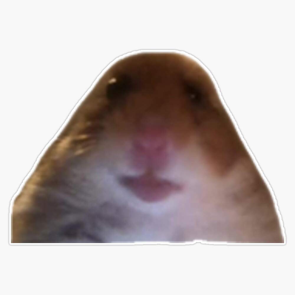 Amazon.com: Staring Hamster Sticker Vinyl Bumper Sticker Decal ...