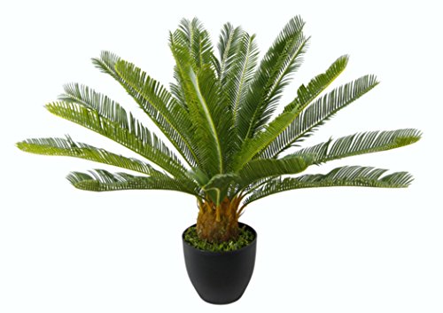 Palmen Töpfe – Die 15 besten Produkte im Vergleich - Hausbauberater ...