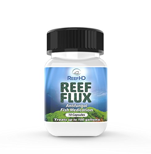 How to Treat Fungal Infections in Your Aquarium Fish - The Aquarium Guide