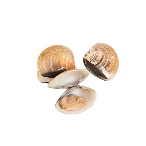 How to cook frozen clams without shells - Metro Cooking Dallas