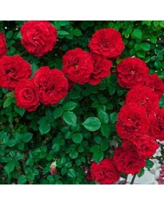 Mphmi Live Plant Nursery NCR Plantslive Rose (Red) - Plant Gulab, Rosa ...