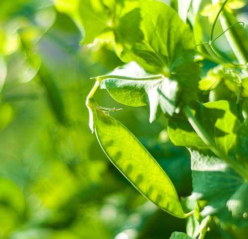 Bolly Bulbs® - Garden Pea Seeds 'Early Onward' (35 Seeds) : Amazon.co ...