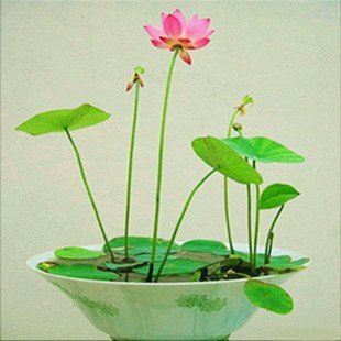 Afflorance Dwarf Lotus Flower Seeds (Pack of 15 Seeds) : Amazon.in ...