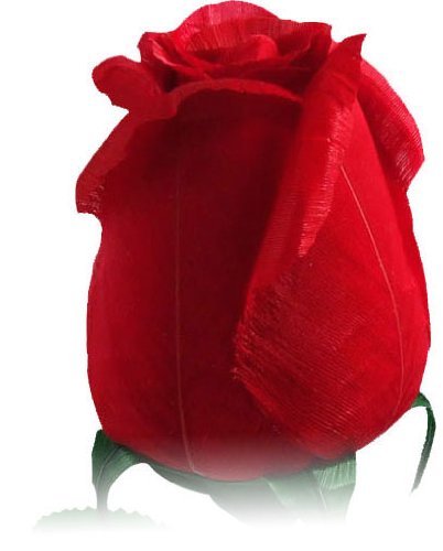 Amazon.com : RoseFeather Handmade Feather Roses - 24pc Gift Box : Fresh ...