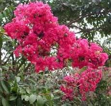 Amazon.com : Okmulgee Crape Myrtle, Bright Watermelon Red Flowers ...