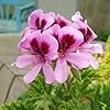 Carbeth Plants - Orange Fizz Scented Geranium - Pelargonium in 10.5cm ...
