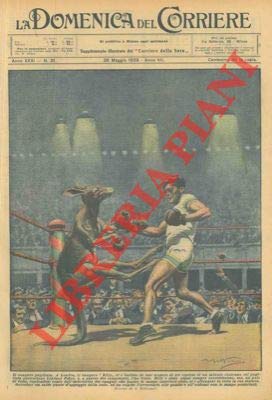 Amazon.com: Incontro di boxe tra un canguro ed un pugile professionista ...