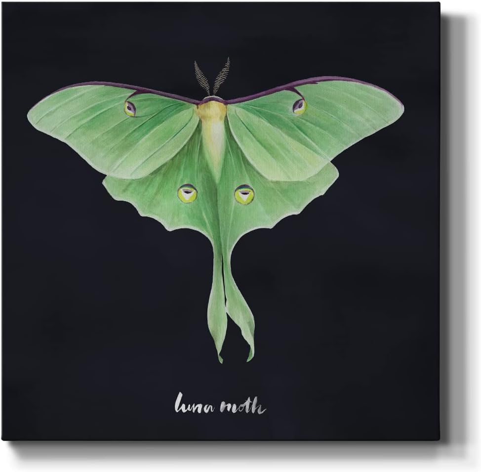 Amazon.com: Renditions Gallery Canvas Wall Artwork for Home Decorations ...