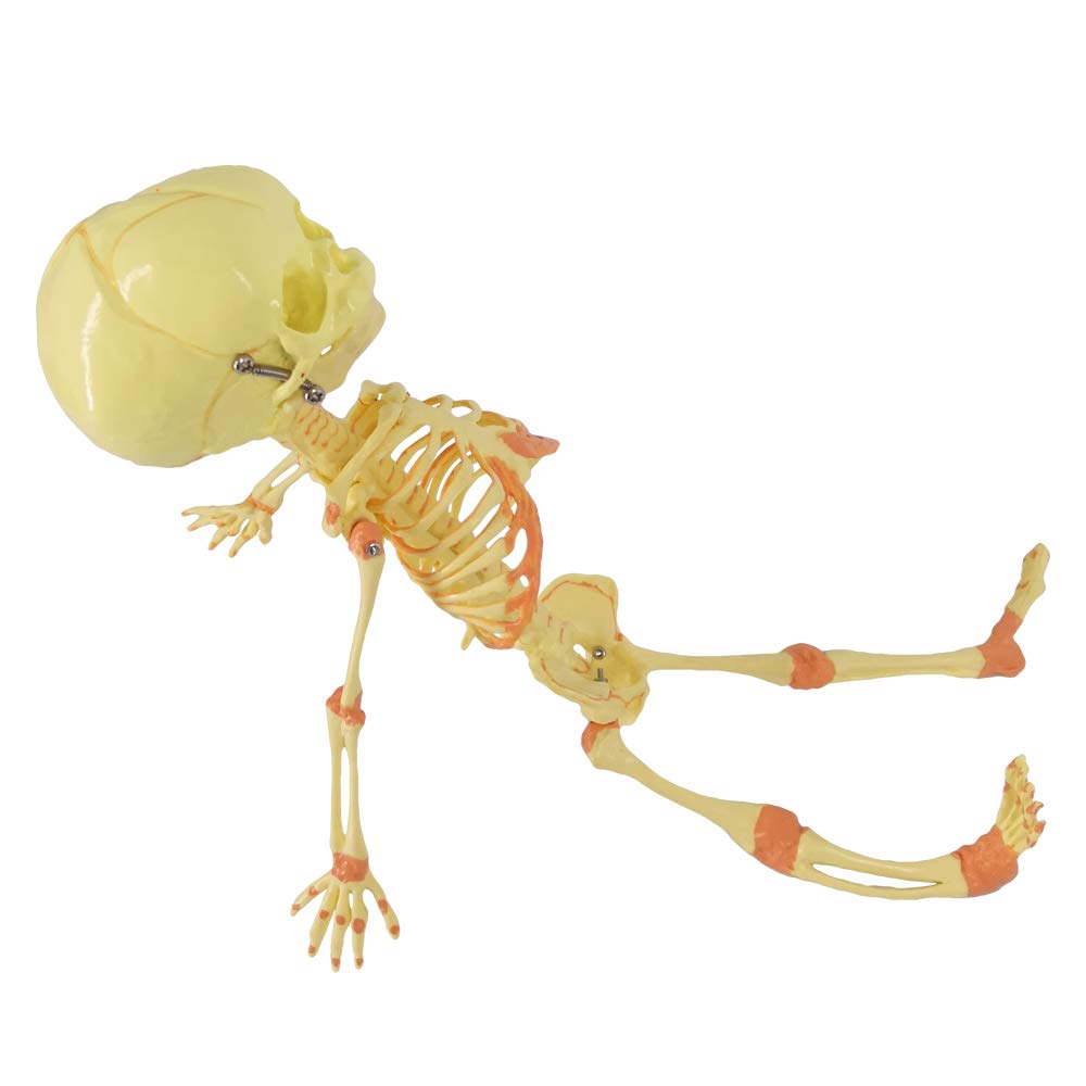 Snapklik.com : Human Fetus Skeleton, Single Head Human Newborn Baby ...