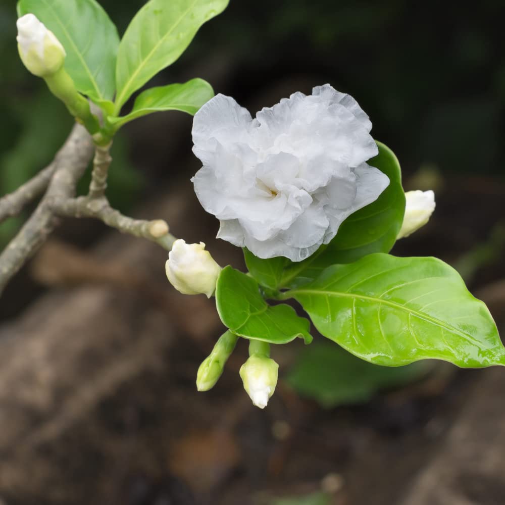 Tagar Crepe Double layer Jasmine Flower Plant For Home/Garden/Terrace ...