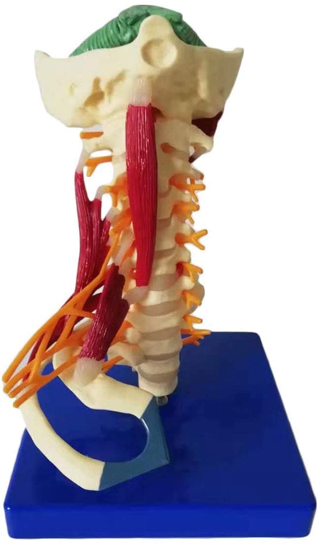 Buy WEHOLY Educational Model Cervical Spine Model Life Size Human ...