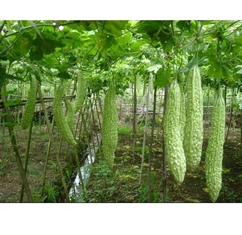 Golden Hills Farm 50 seeds Bitter Gourd Seeds (White Large) - [Pavakka ...