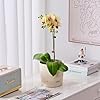 Amazon.com : Ekirlin 7 Inch Natural Travertine Textures Plant Pot ...