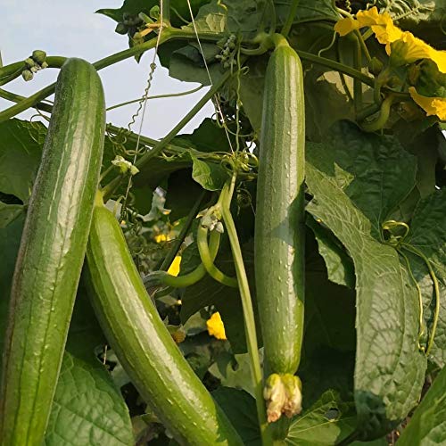 GrowZid Sponge gourd Turai Gilki Outdoor Gardening Vegetable Plant ...