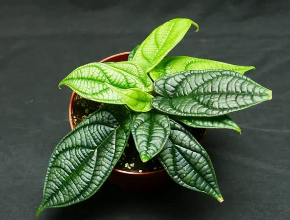 Piper Parmatum Pepperomia Rare Terrarium Plant seeds : Amazon.in ...