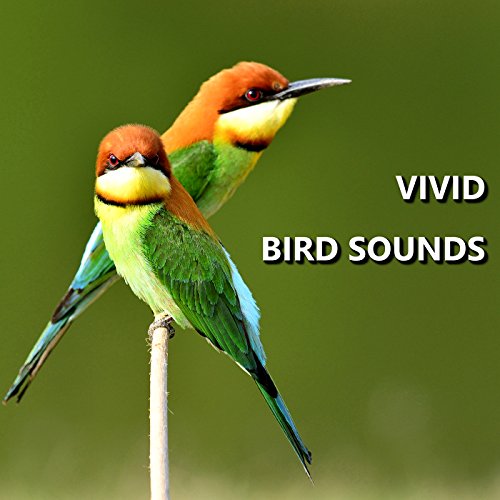 Amazon.com: Vivid Bird Sounds : Bird Sounds: Digital Music