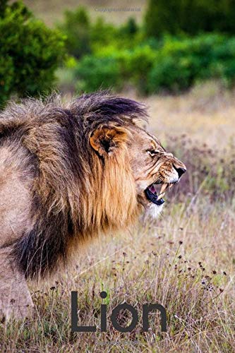 Lion: Notebook with Animals for Kids, Notebook for Coloring Drawing and ...