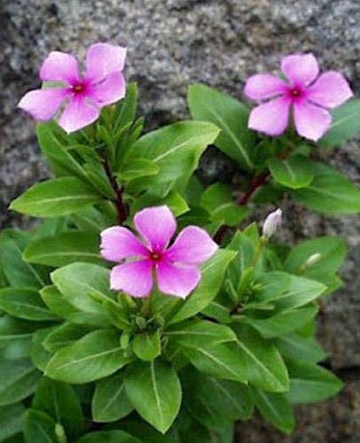 Sadabahar/Catharanthus roseus/Periwinkle Light Pink Flower Plant With ...