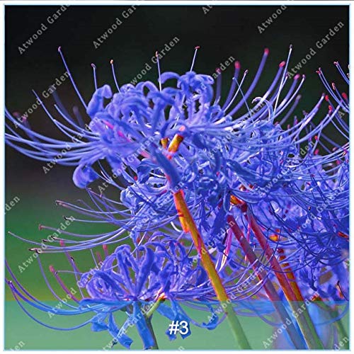 Seeds Lycoris Radiata Seeds () Seeds Flower For Home Garden : Amazon.in ...
