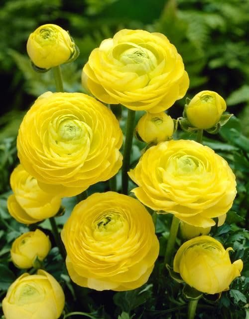 RADHA KRISHNA AGRICULTURE® Ranunculus Flower Bulb | lite yellow Variety ...