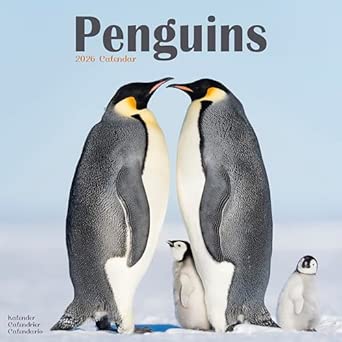 Penguins 2026 Calendar | Square Wall Calendar | Animal Gift | Plastic ...