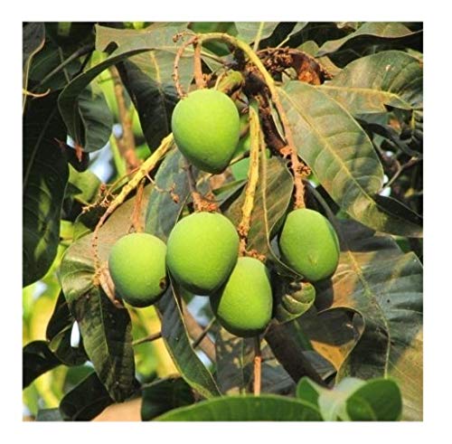 Plants Villa Live Langra Mango/Aam Fruit Plant With Pot - Healthy Plant ...