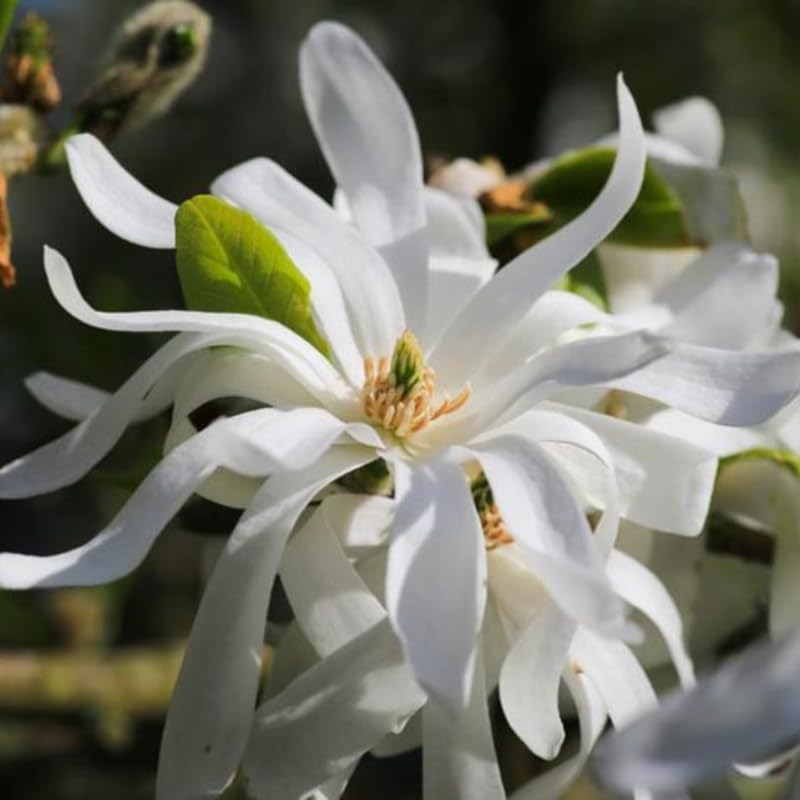 Amazon.com : Star Magnolia Tree Live Plant, White Magnolia Shrub Tree ...