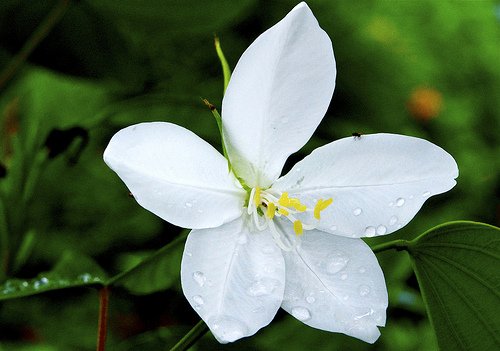Creative Farmer Flower Seeds : Dwarf White Bauhinia Balcony Garden ...