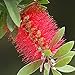 Callistemon 'Inferno' Bottlebrush Evergreen Flowering Garden Shrub ...