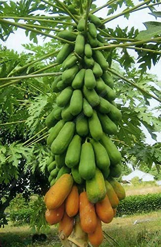 Creative Farmer Hills Farm Papaya Pusa Fruit 50 Seeds : Amazon.in ...