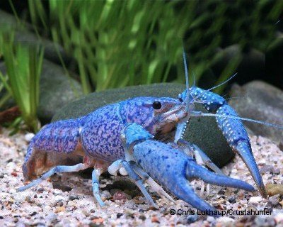 Blauer Floridakrebs im Aquarium | Alle Infos und Details