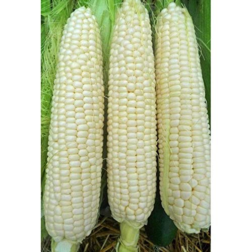 Amazon.com : Hickory King Dent Corn - A Great Roasting & Hominy Corn ...