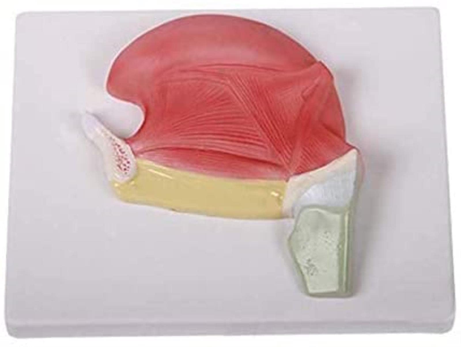 Xhllx Anatomical Model Of The Tongue Muscle Anatomical Model Human ...