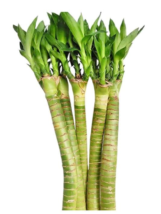 CAPPL Live Lotus Bamboo Indoor Plants 30 cm (3 Sticks) : Amazon.in ...